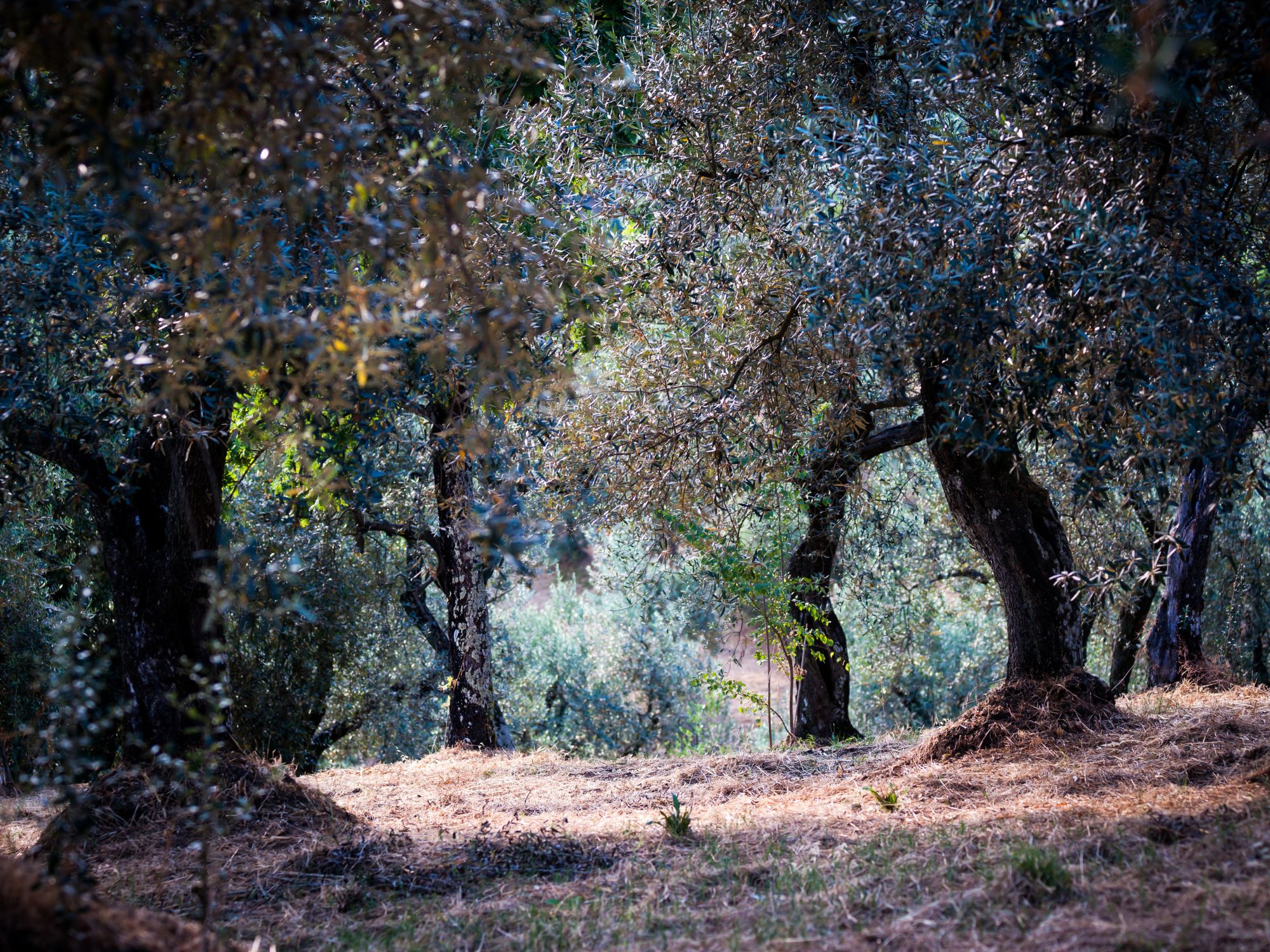Why Isn’t My Olive Tree Fruiting? – Troubleshooting Guide